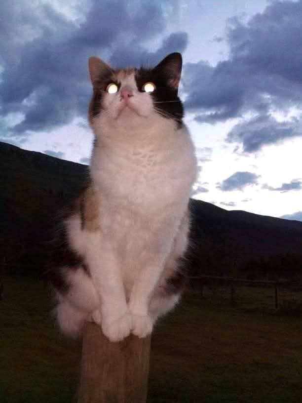 The Cat Mechanic - Rob Canning-Rogers, Cat Psychologist and Author